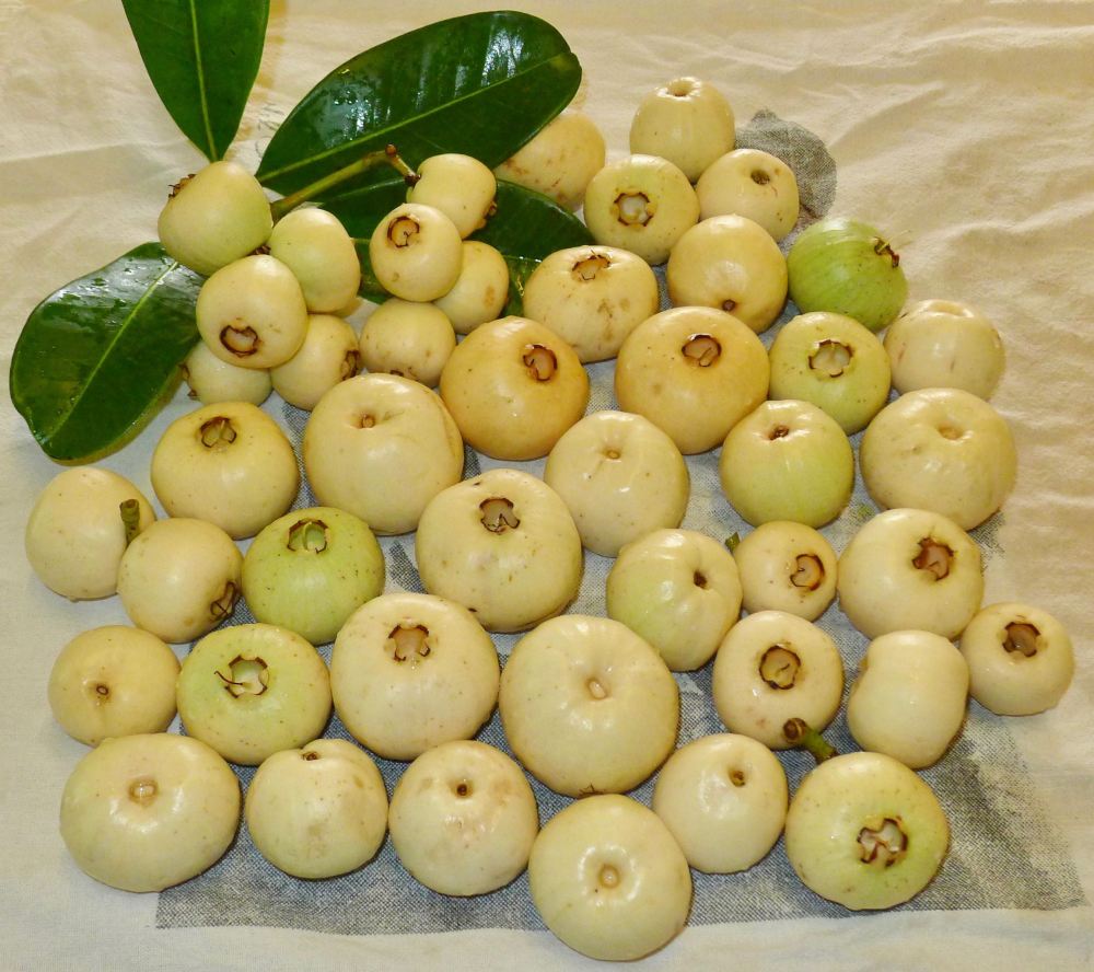 Lilly Pilly Jelly: Use Syzygium Fruit For A Taste Of Autumn – Jerry ...