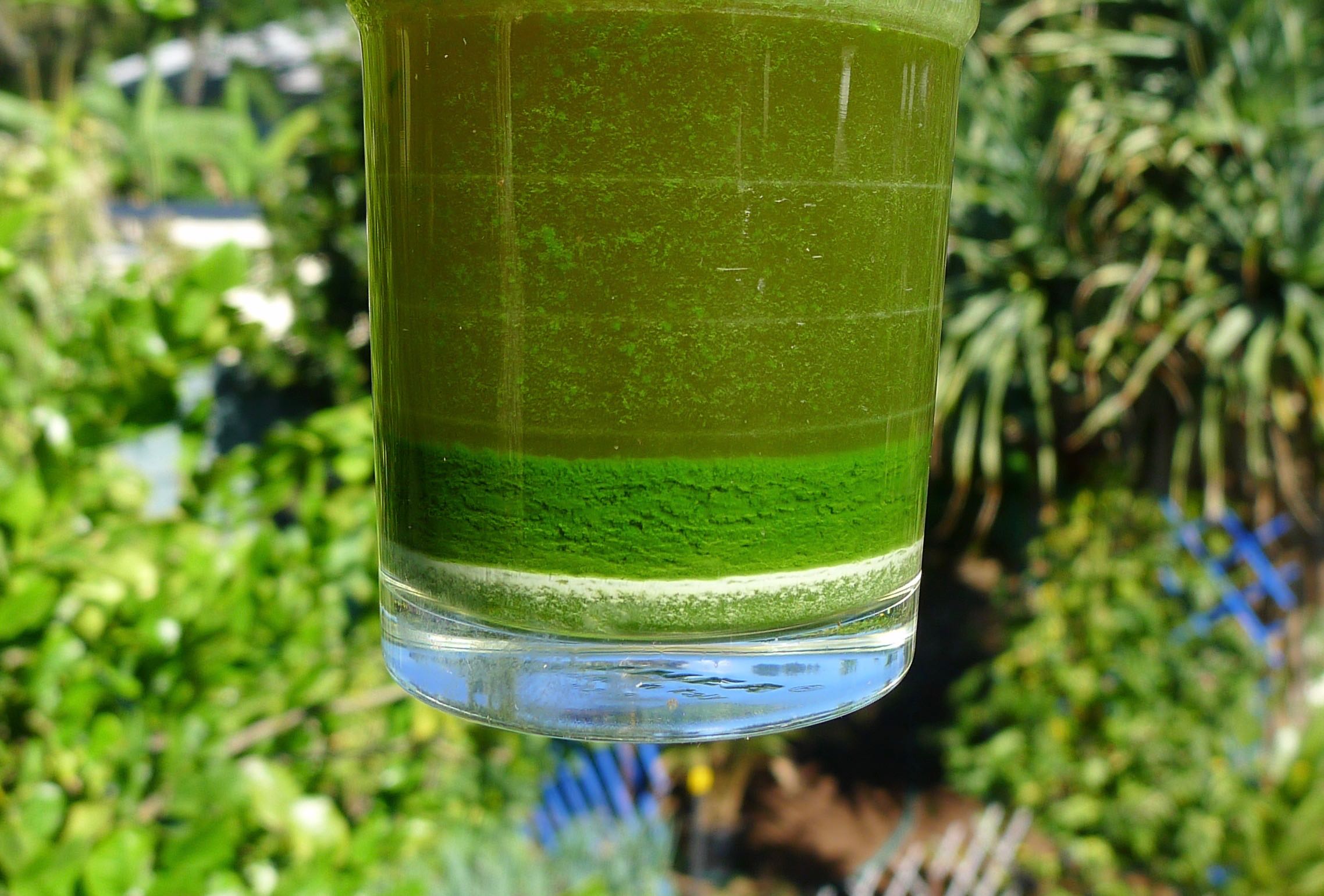 Grow Pandan And Make Pandan Paste And Juice – Jerry Coleby-Williams