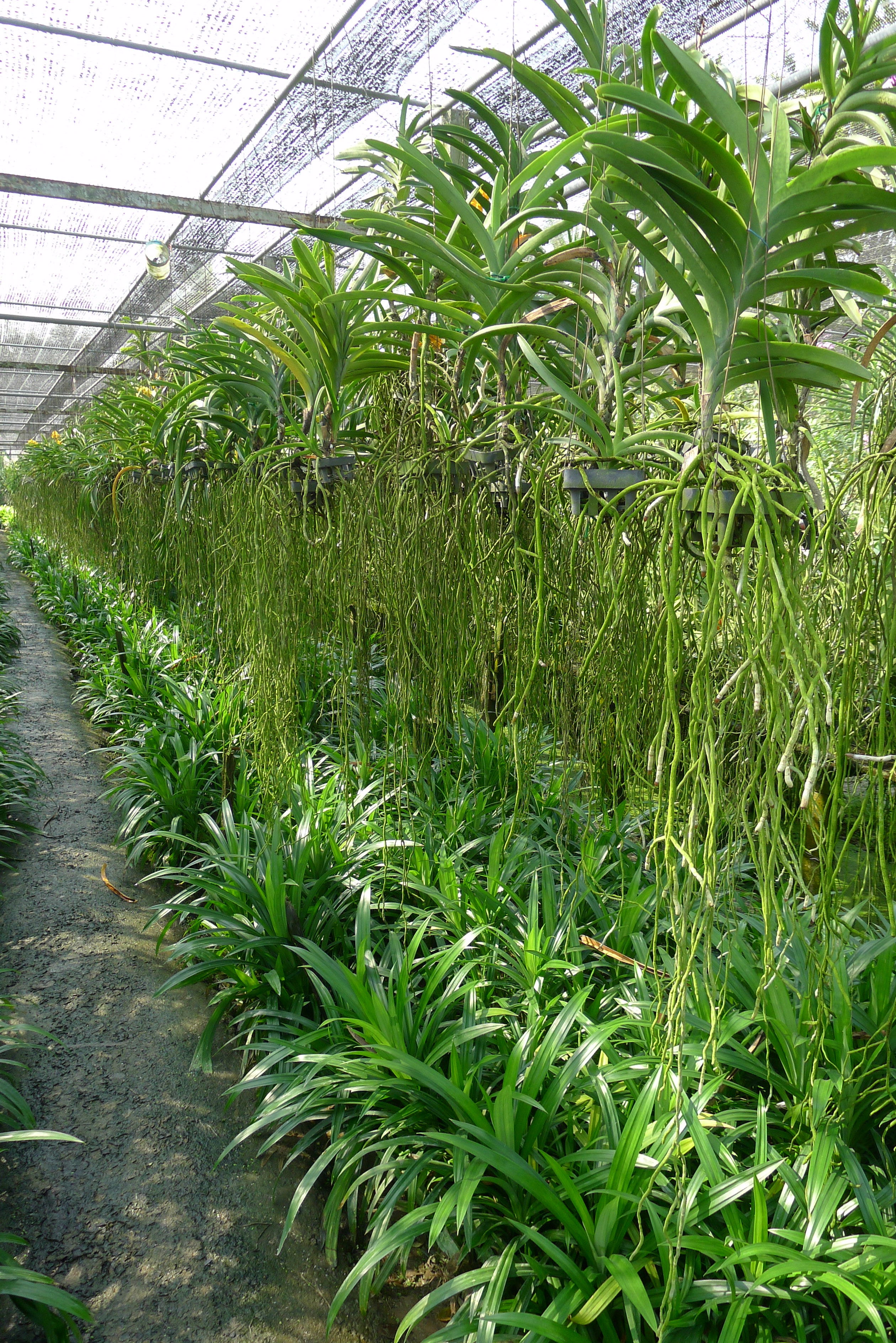 Grow Pandan And Make Pandan Paste And Juice – Jerry Coleby-Williams