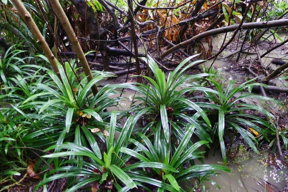 Grow Pandan And Make Pandan Paste And Juice – Jerry Coleby-Williams