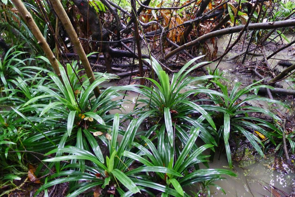 Grow Pandan And Make Pandan Paste And Juice – Jerry Coleby-Williams