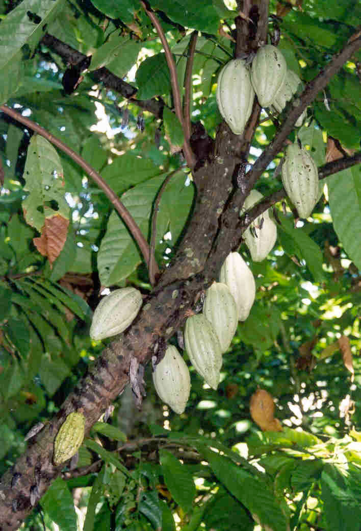 How Do I Manage Phytophthora Disease On Cocoa? – Jerry Coleby-Williams