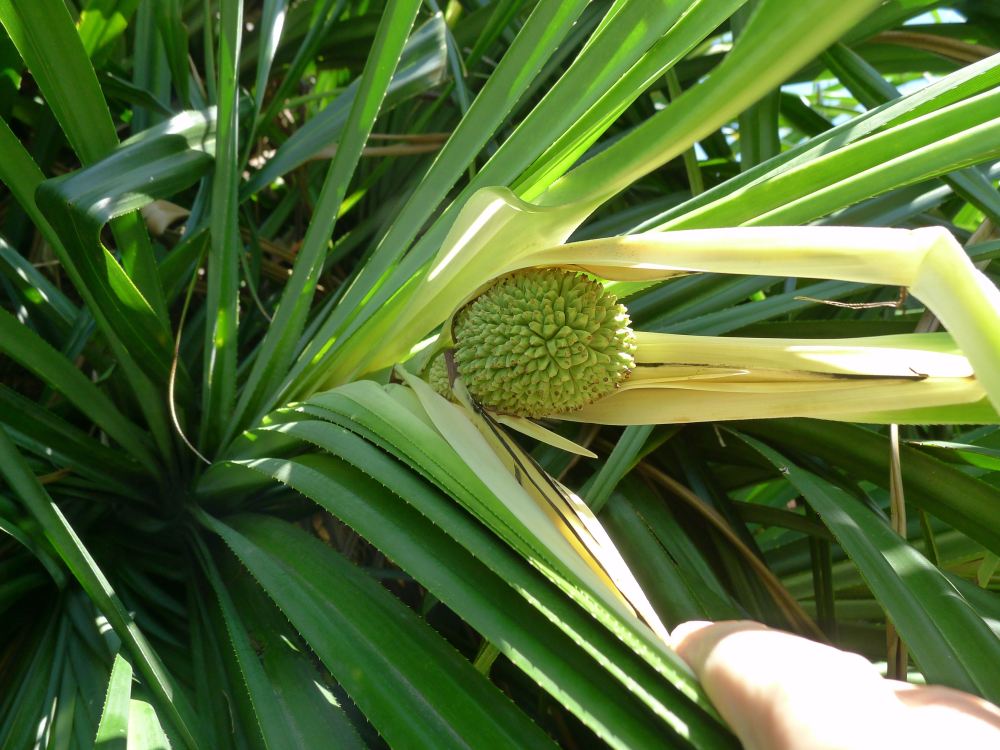 Climate Change Flora – Jerry Coleby-Williams