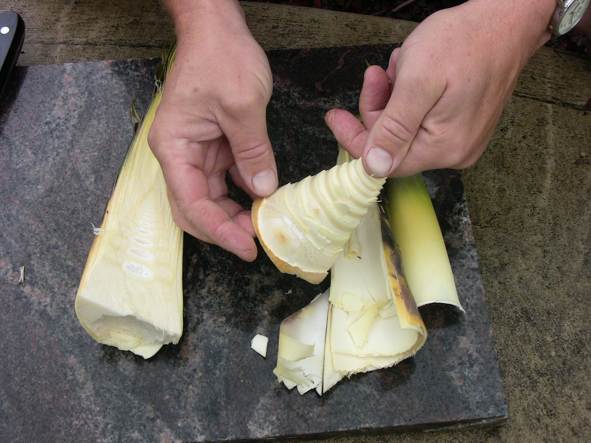 Versatile Bamboo: Food, Shade, Construction and Carbon Sequestration ...