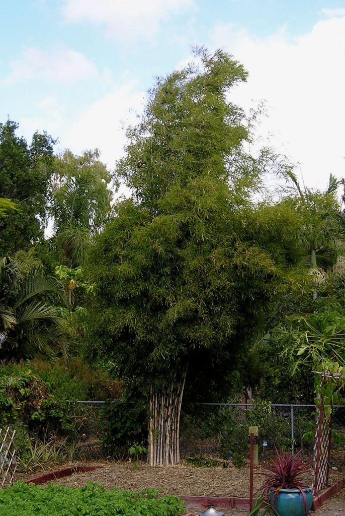 Versatile Bamboo: Food, Shade, Construction and Carbon Sequestration ...