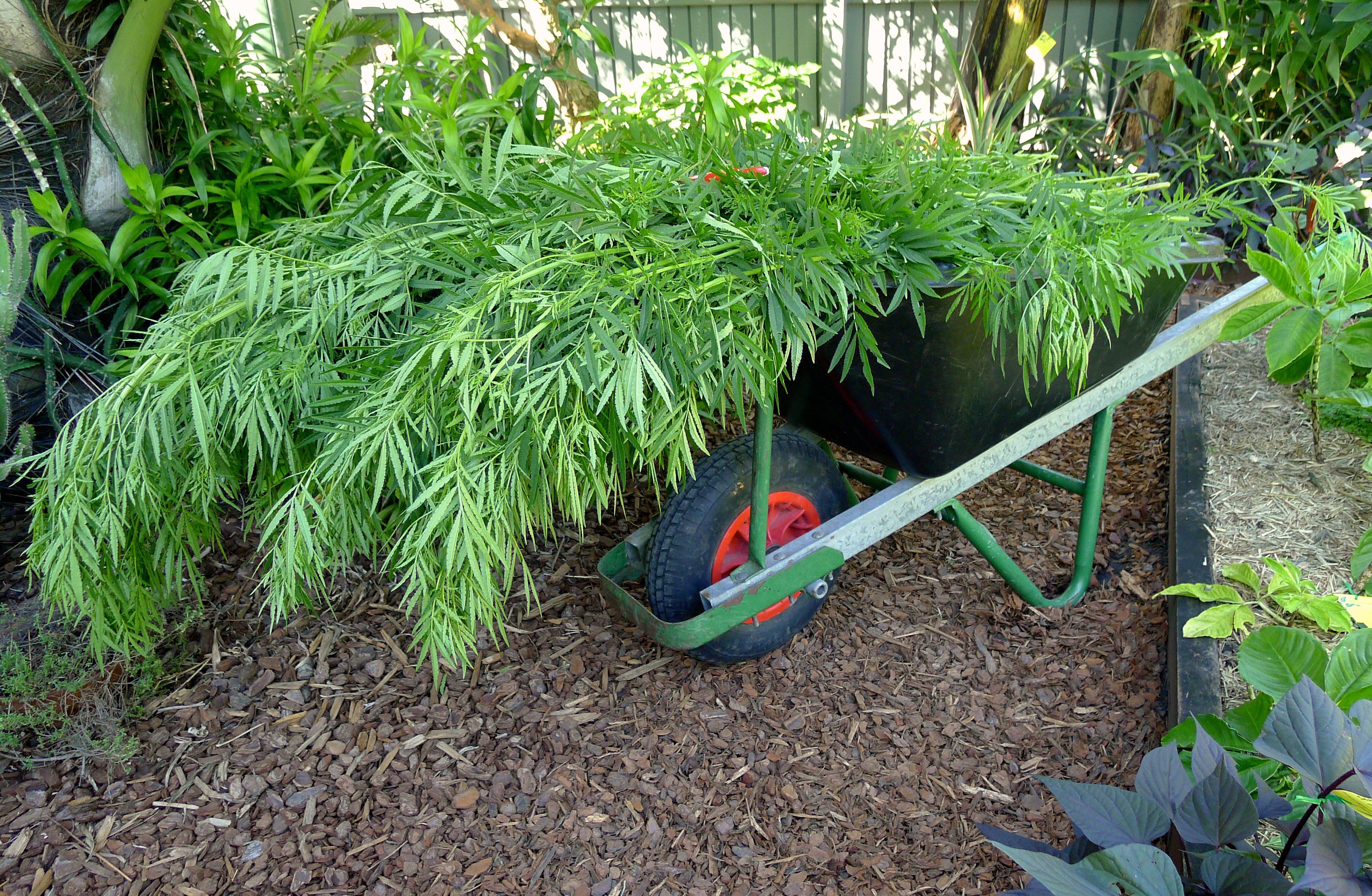 Help! Why Do Marigolds As A Companion Planting Fail To Deter ...