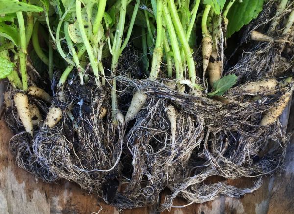 Chinese Potato: A Productive Plectranthus For A Warm Climate – Jerry ...