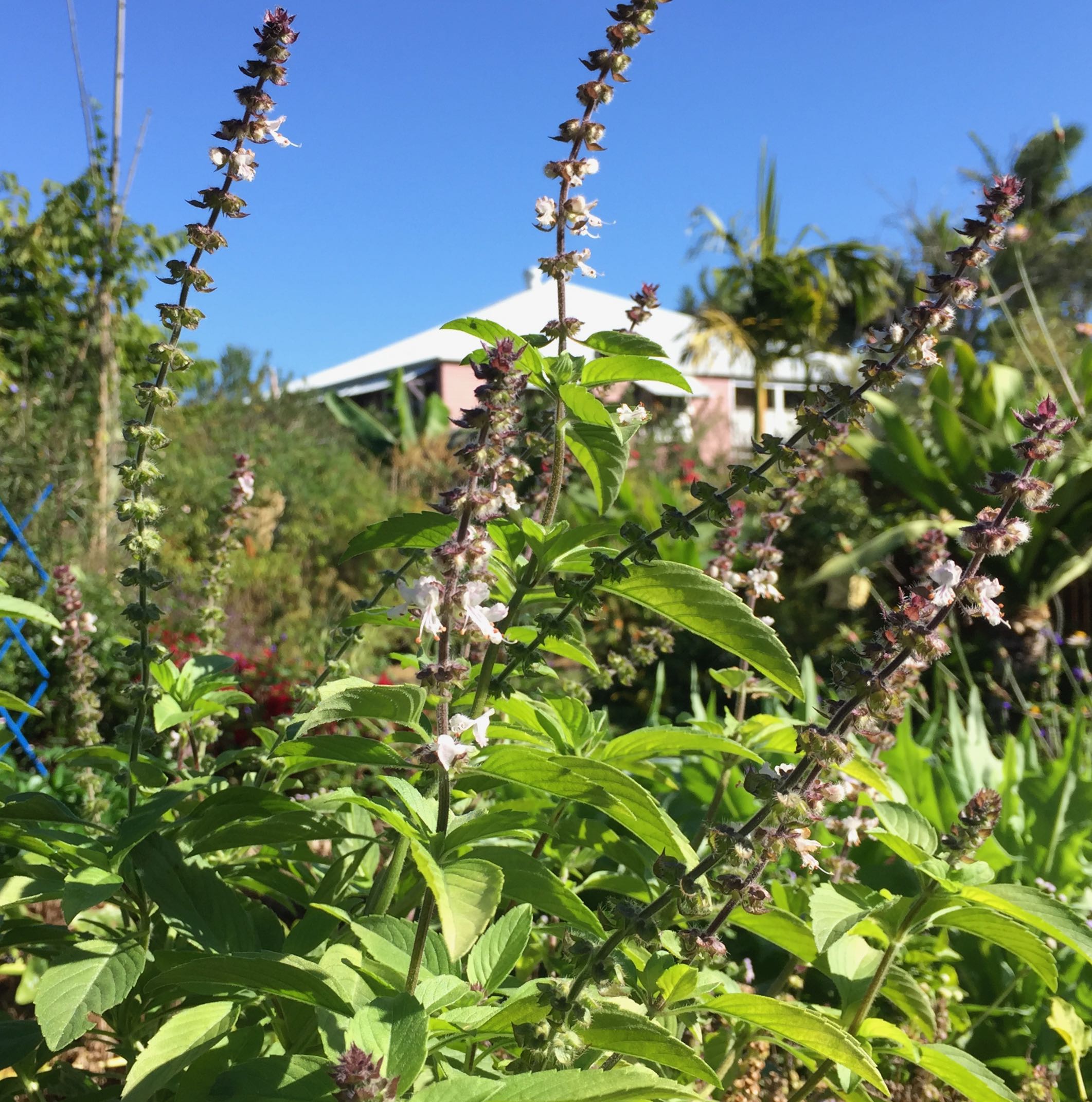 Basil In The Subtropical Winter? – Jerry Coleby-Williams