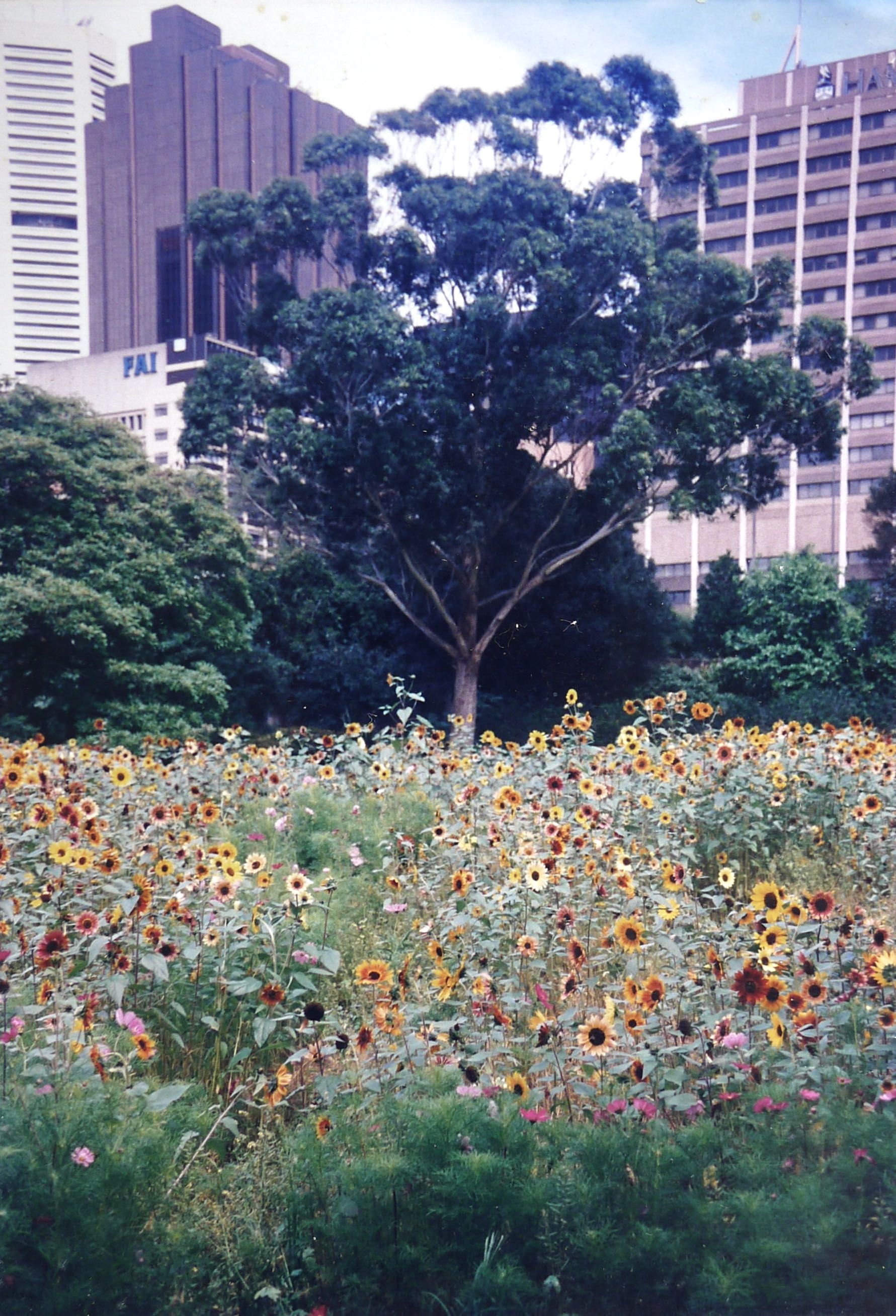 Meadow Gardens In Australia? – Jerry Coleby-Williams