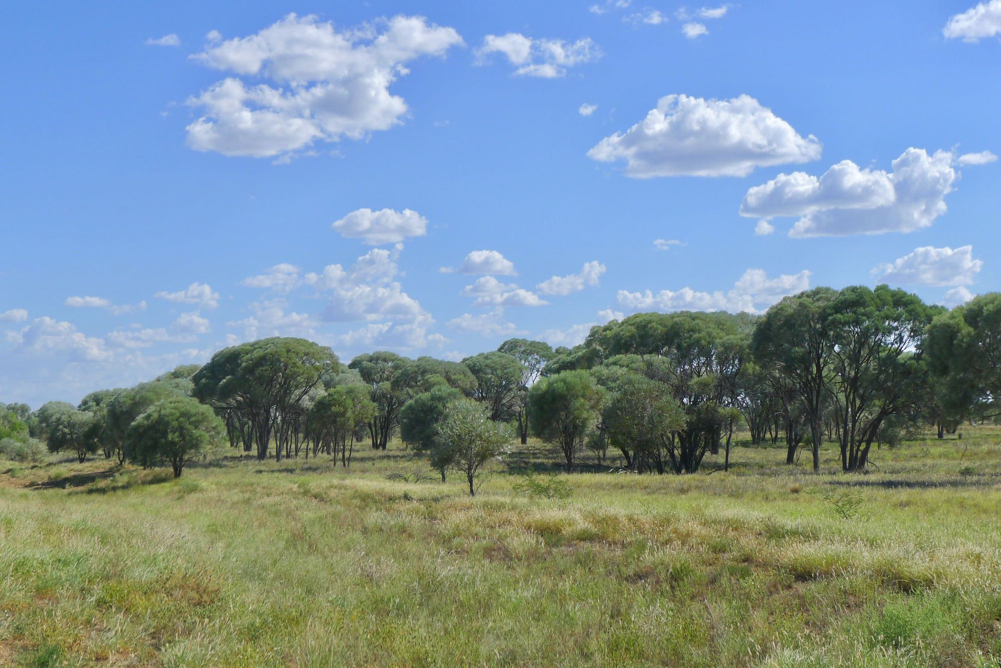Meadow Gardens In Australia? – Jerry Coleby-Williams