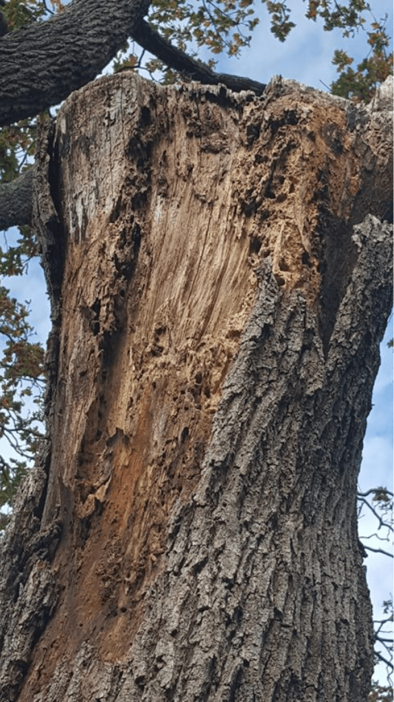 How Correct Care Can Extend The Safe, Useful Life Of A Tree – Jerry ...