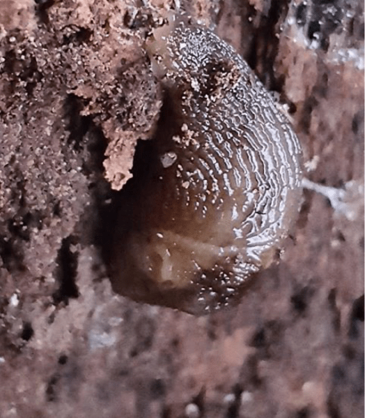 How Correct Care Can Extend The Safe, Useful Life Of A Tree – Jerry ...