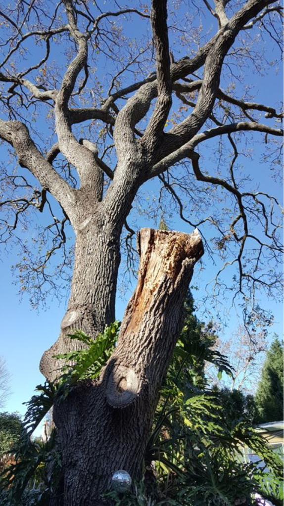 How Correct Care Can Extend The Safe, Useful Life Of A Tree – Jerry ...