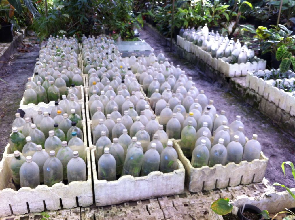 FAQ: Can I Grow Plants In Polystyrene (Styrofoam) Boxes? Someone Told ...