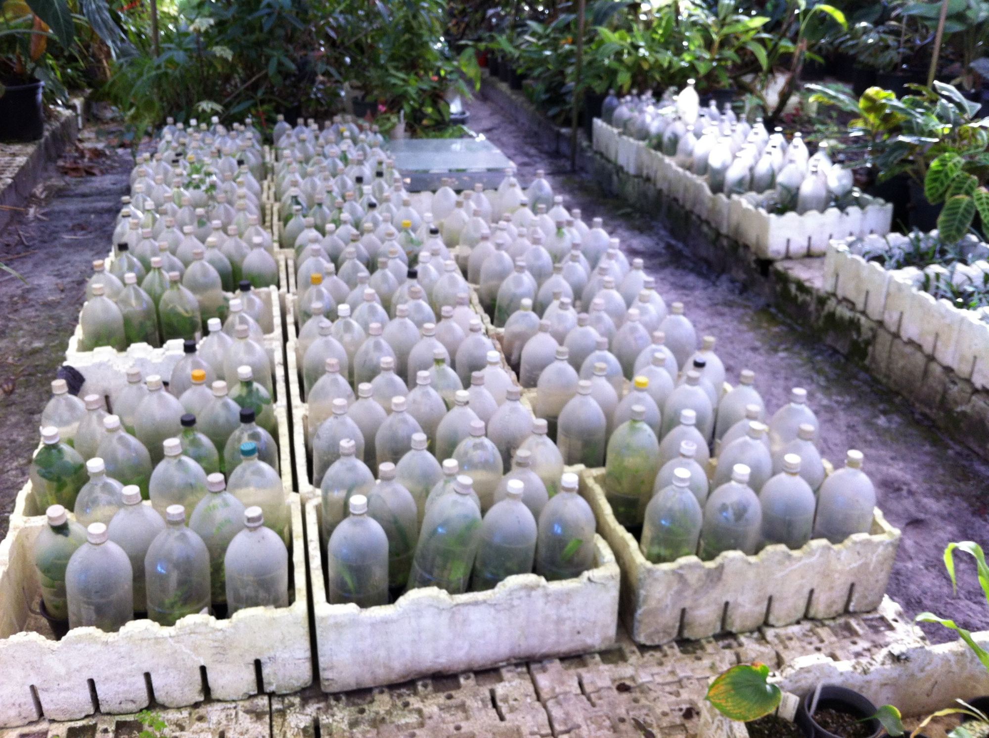 FAQ: Can I Grow Plants In Polystyrene (Styrofoam) Boxes? Someone Told ...