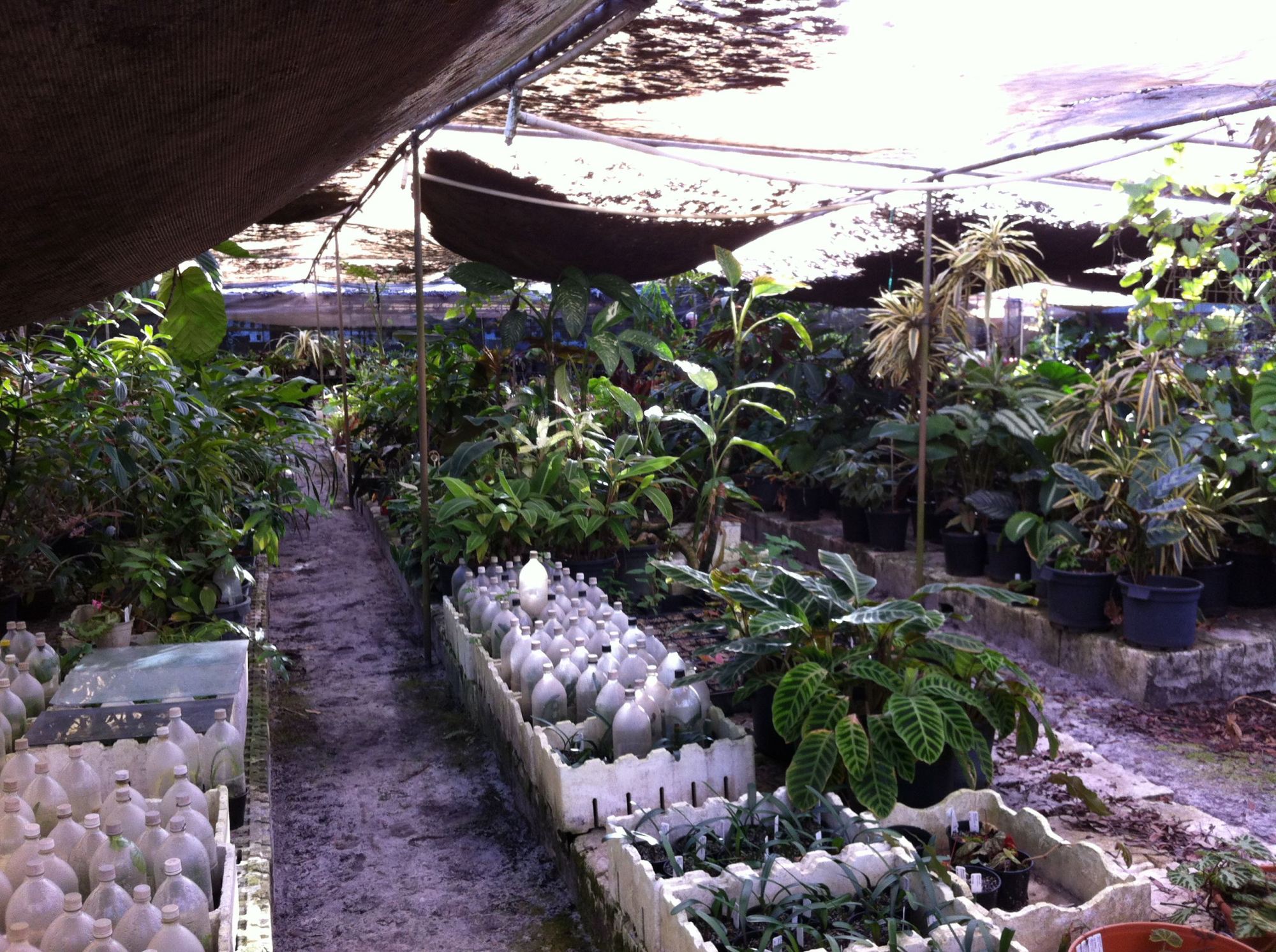 FAQ: Can I Grow Plants In Polystyrene (Styrofoam) Boxes? Someone Told ...