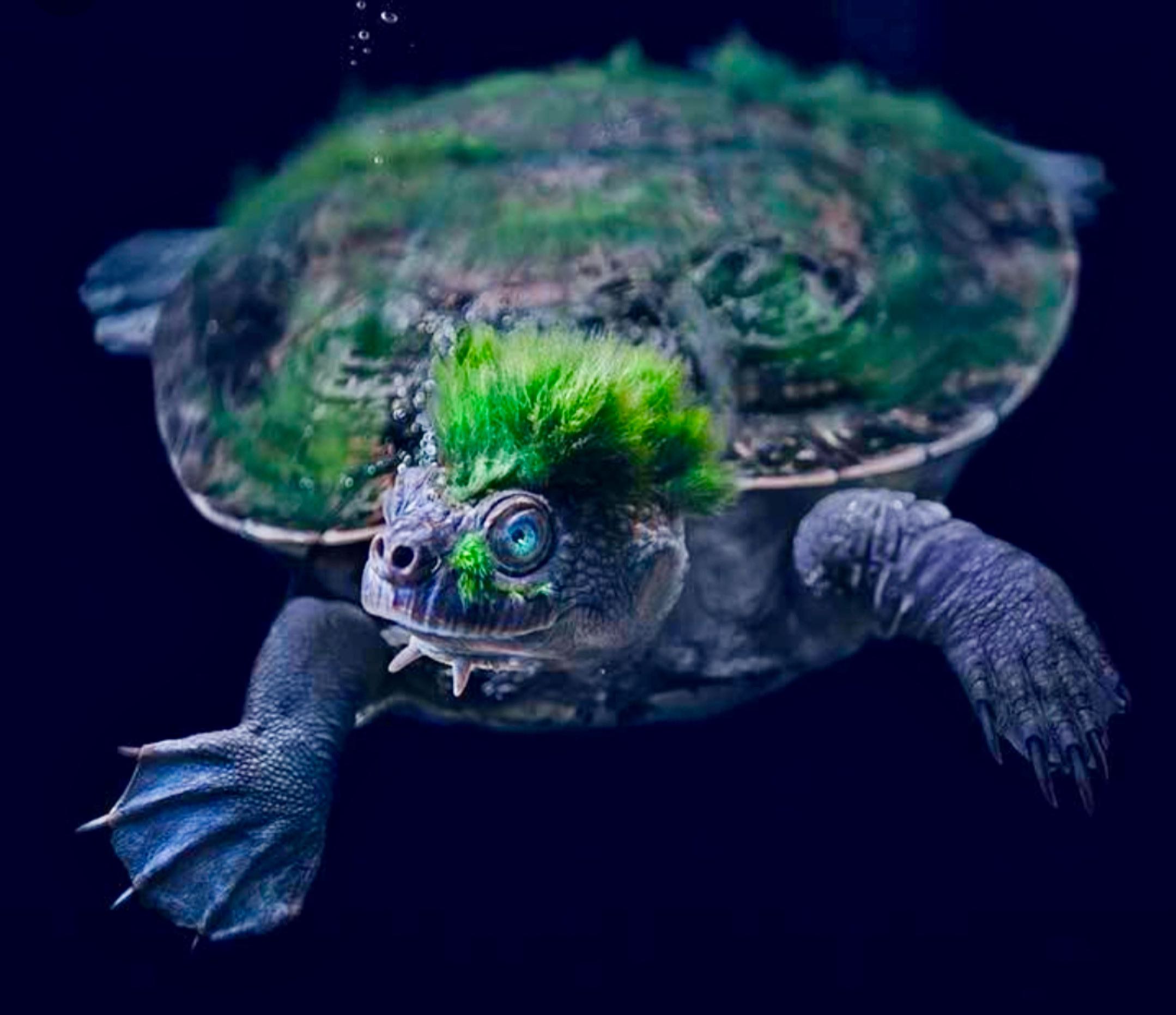 The Mary River Turtle: Uniquely Australian, Ancient and Endangered ...