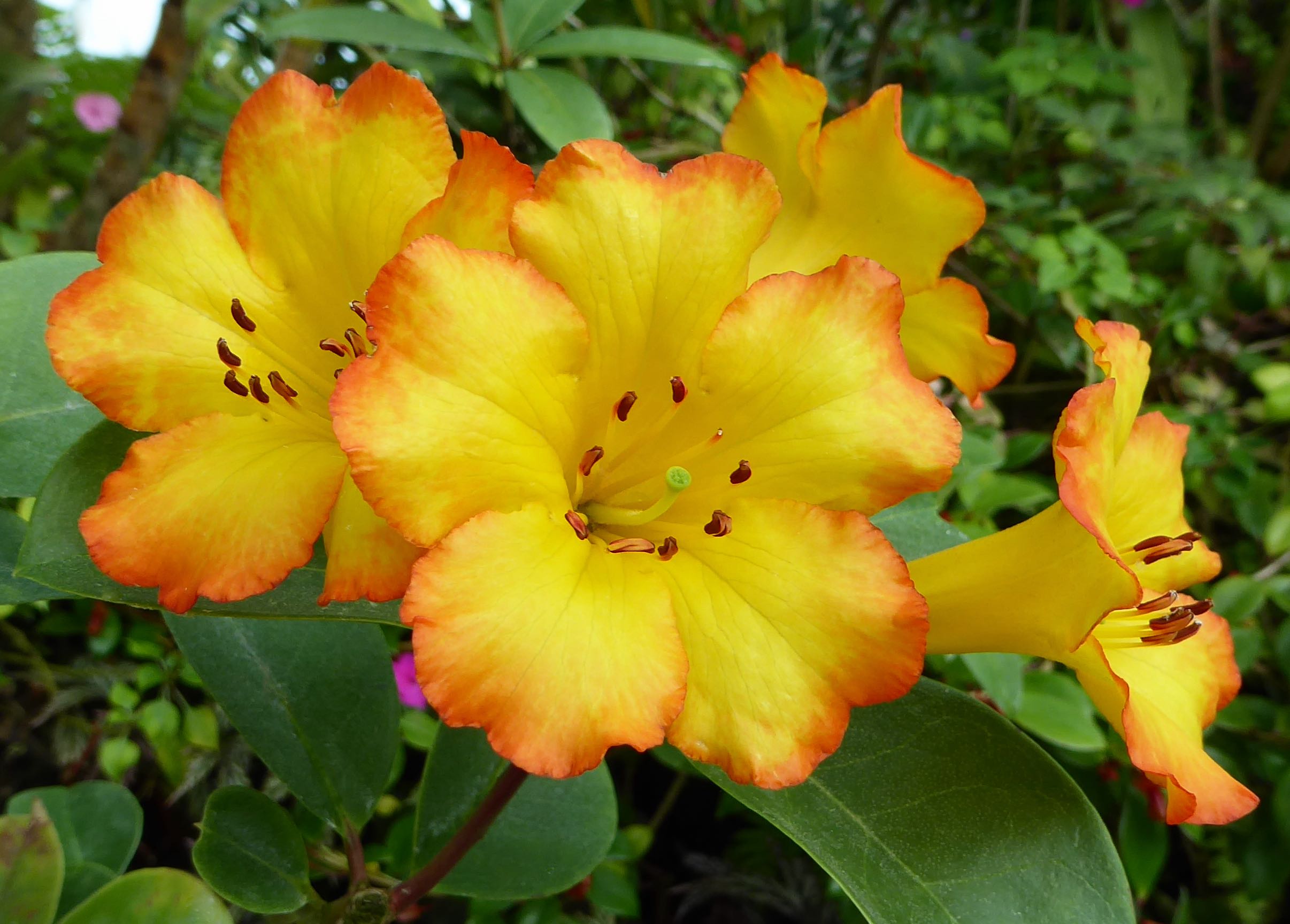 Vireya Rhododendrons – Jerry Coleby-Williams