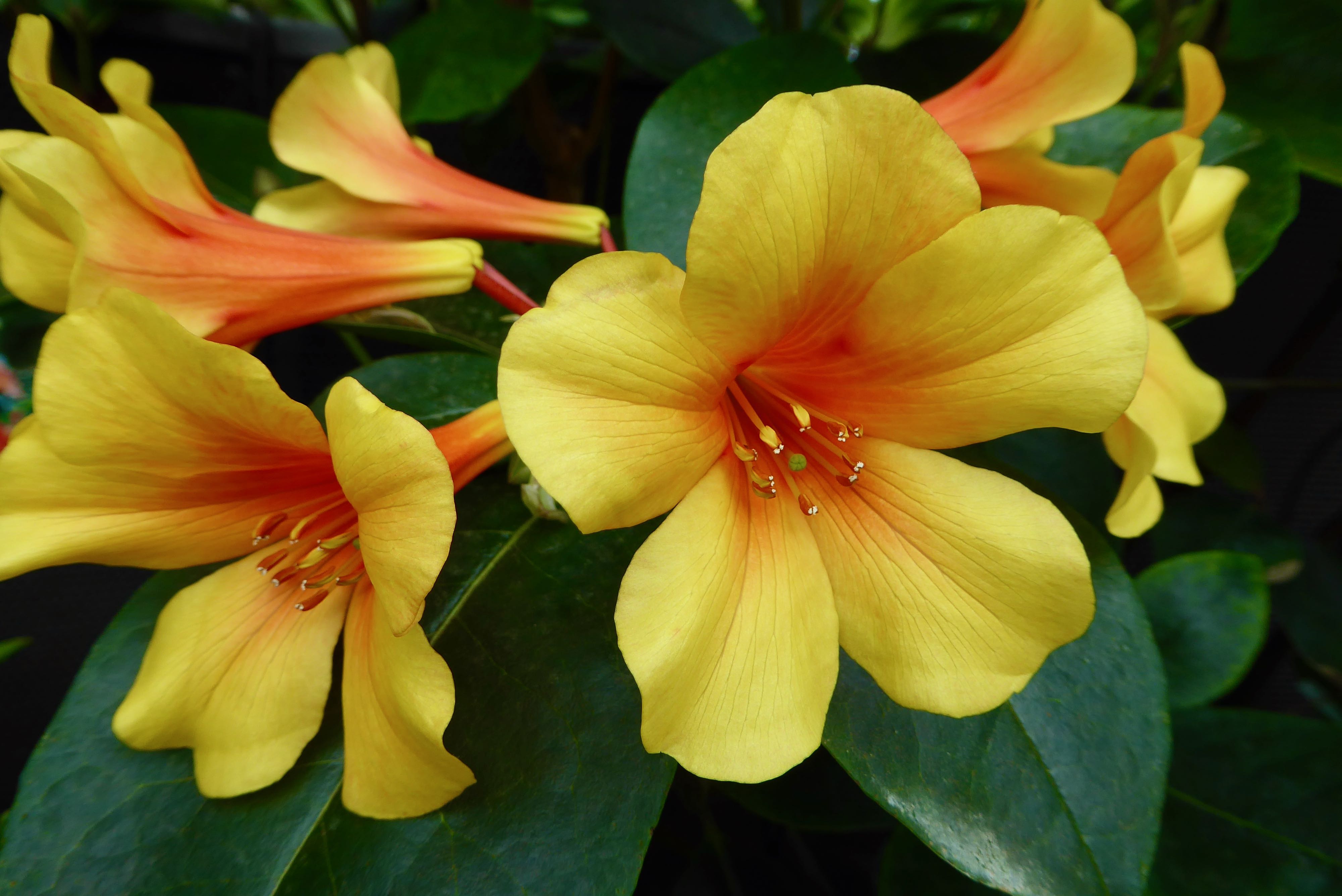 Vireya Rhododendrons – Jerry Coleby-Williams