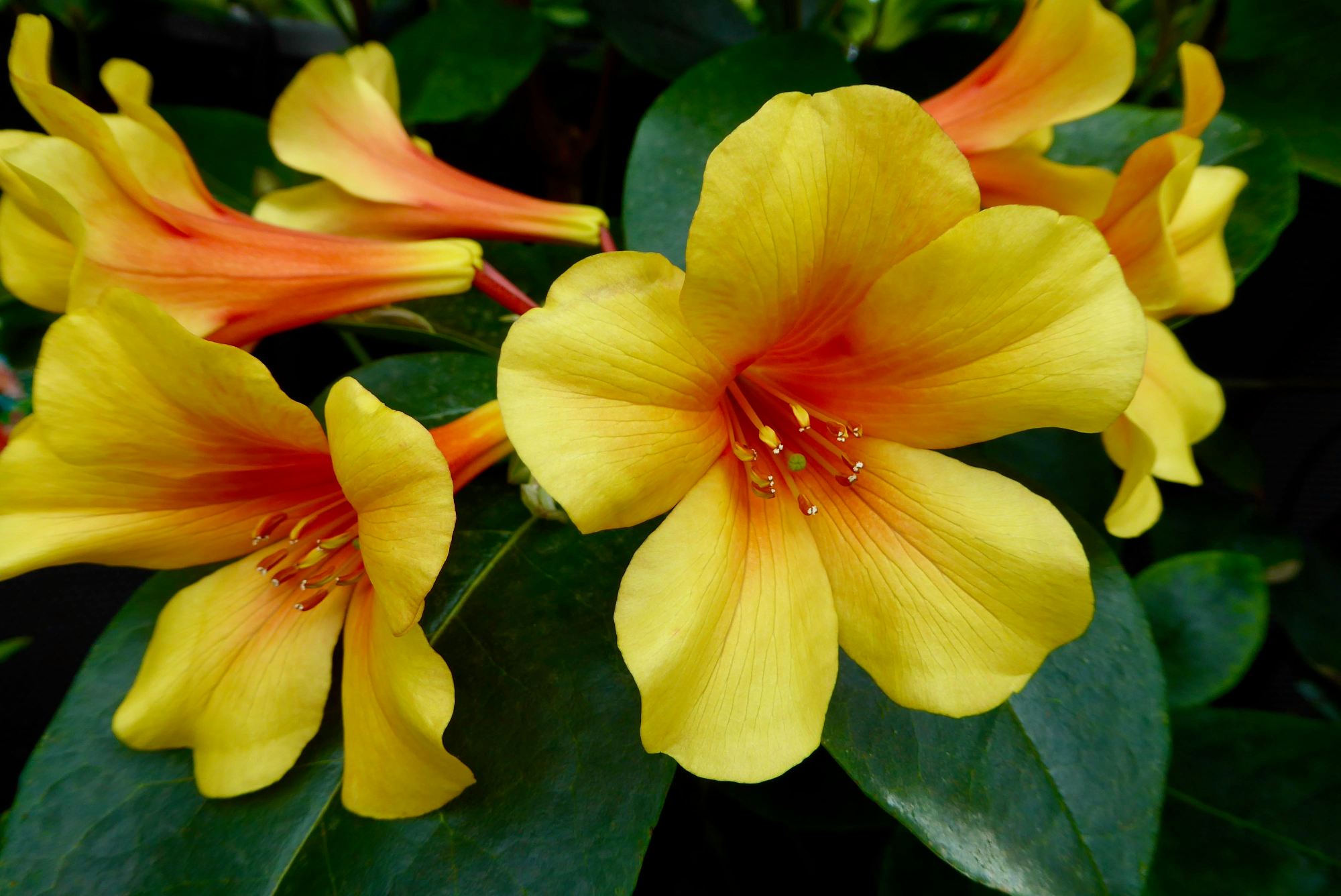 Vireya Rhododendrons – Jerry Coleby-Williams