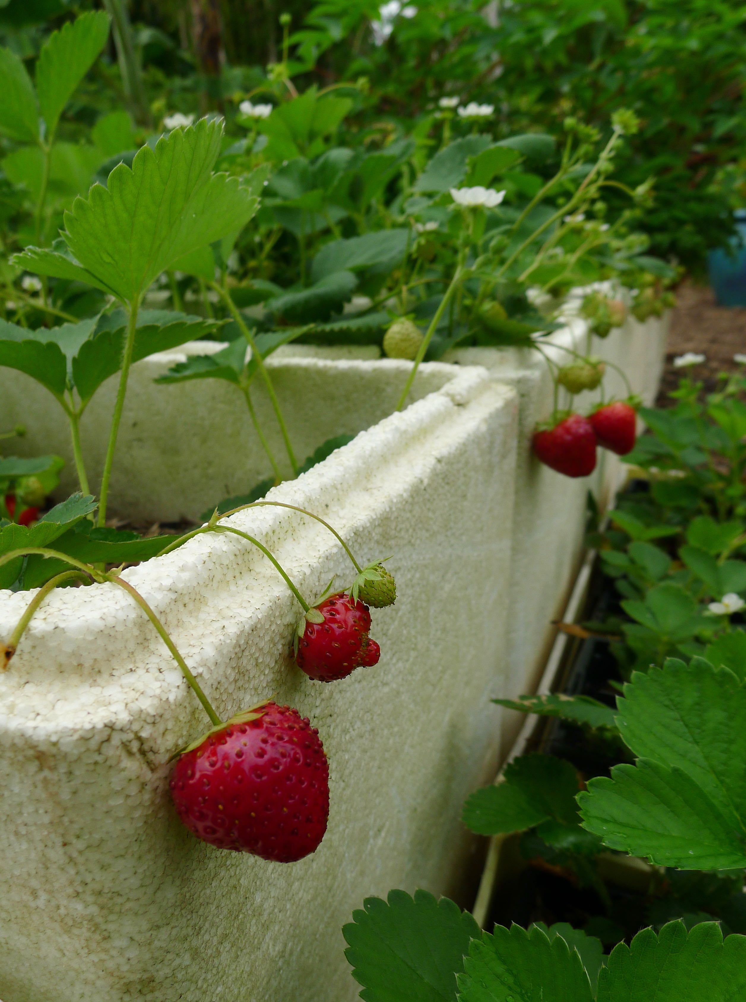 FAQ: Can I Grow Plants In Polystyrene (Styrofoam) Boxes? Someone Told ...