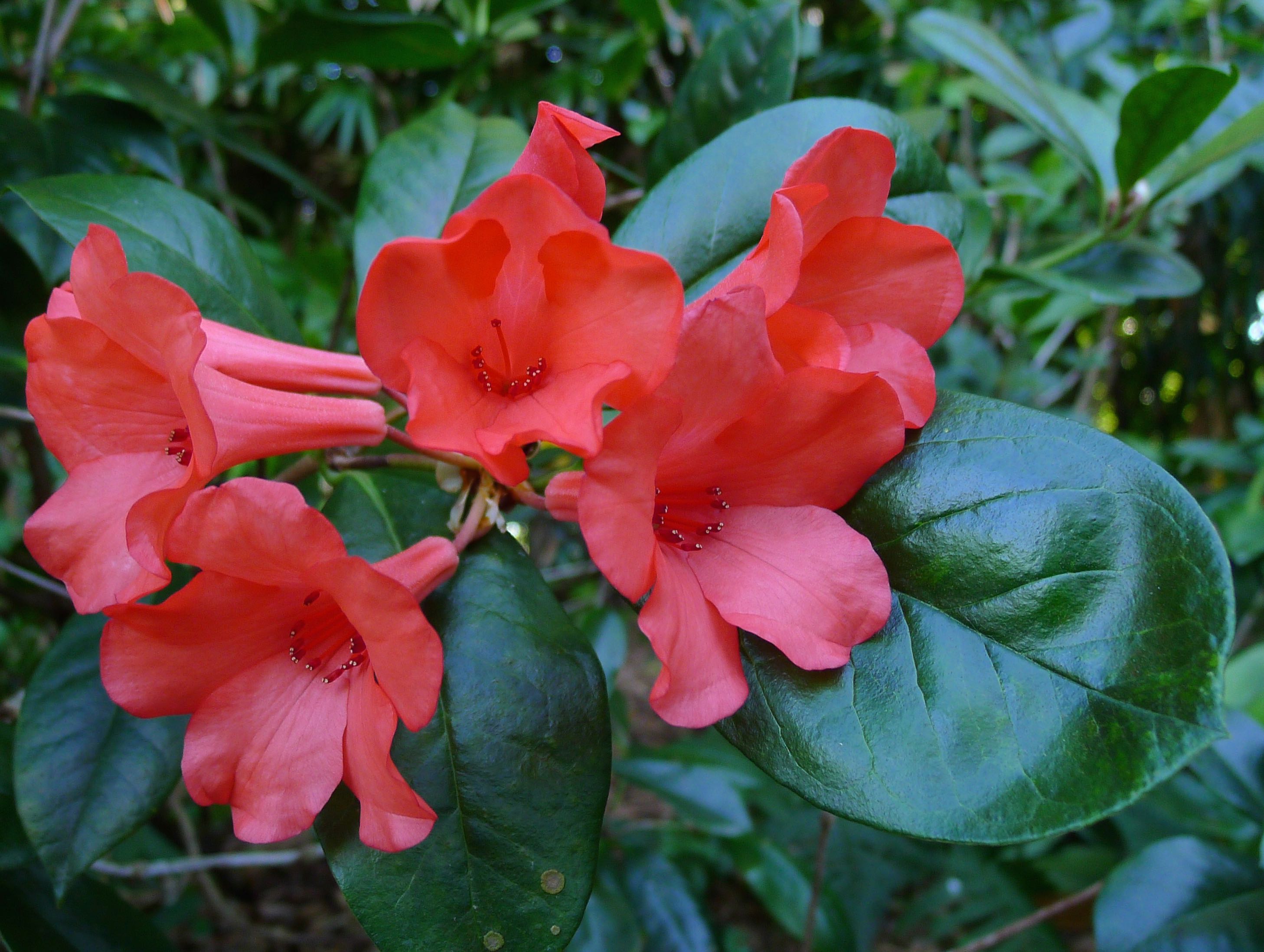 Vireya Rhododendrons – Jerry Coleby-Williams