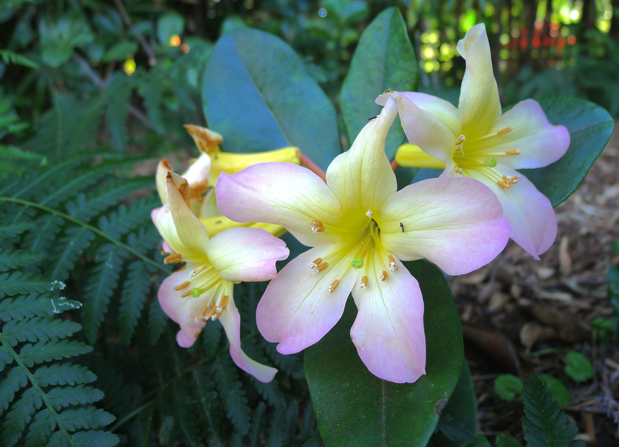 Vireya Rhododendrons – Jerry Coleby-Williams