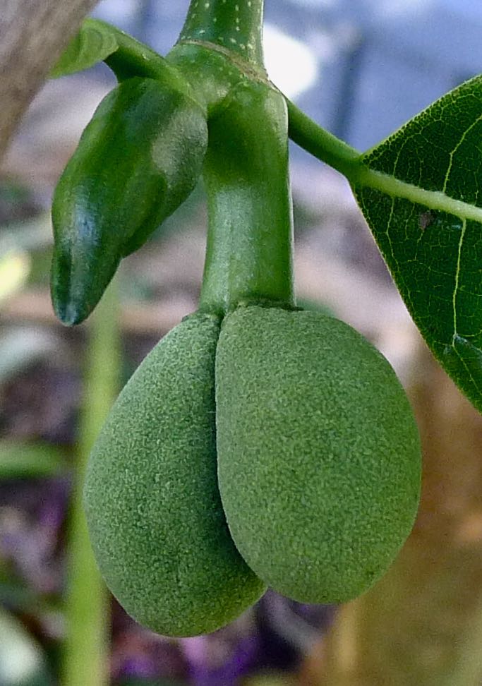 Home Grown Food Security: Jackfruit. – Jerry Coleby-Williams