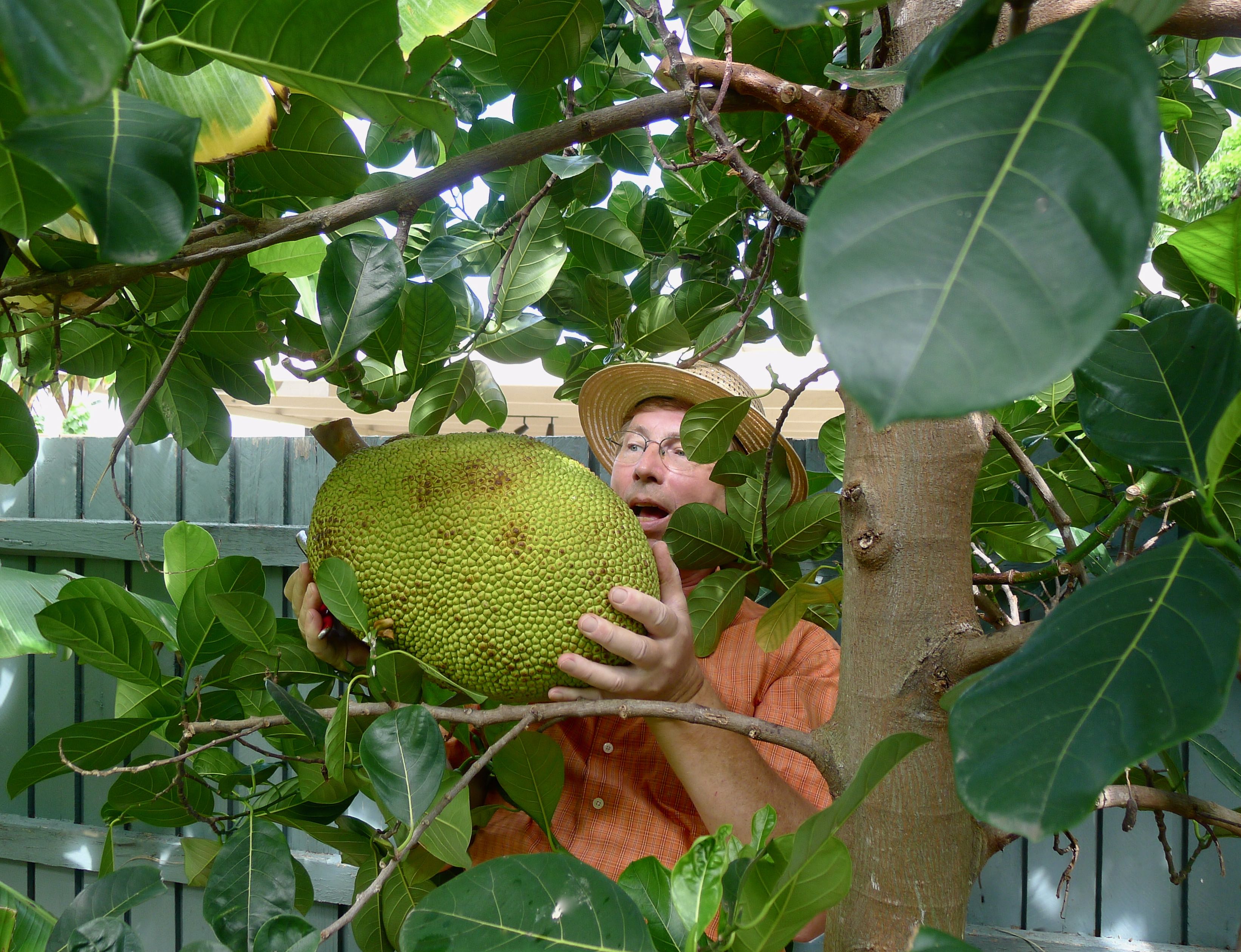 Home Grown Food Security: Jackfruit. – Jerry Coleby-Williams