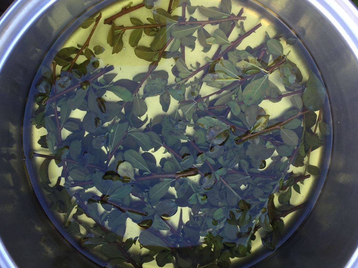 Introducing the Australian native famous for producing Chinese Green ...