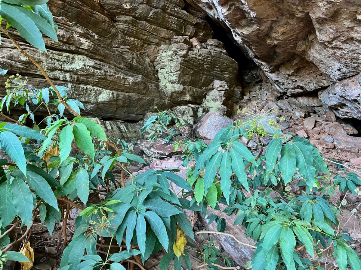 What is an Ecotype? – Jerry Coleby-Williams