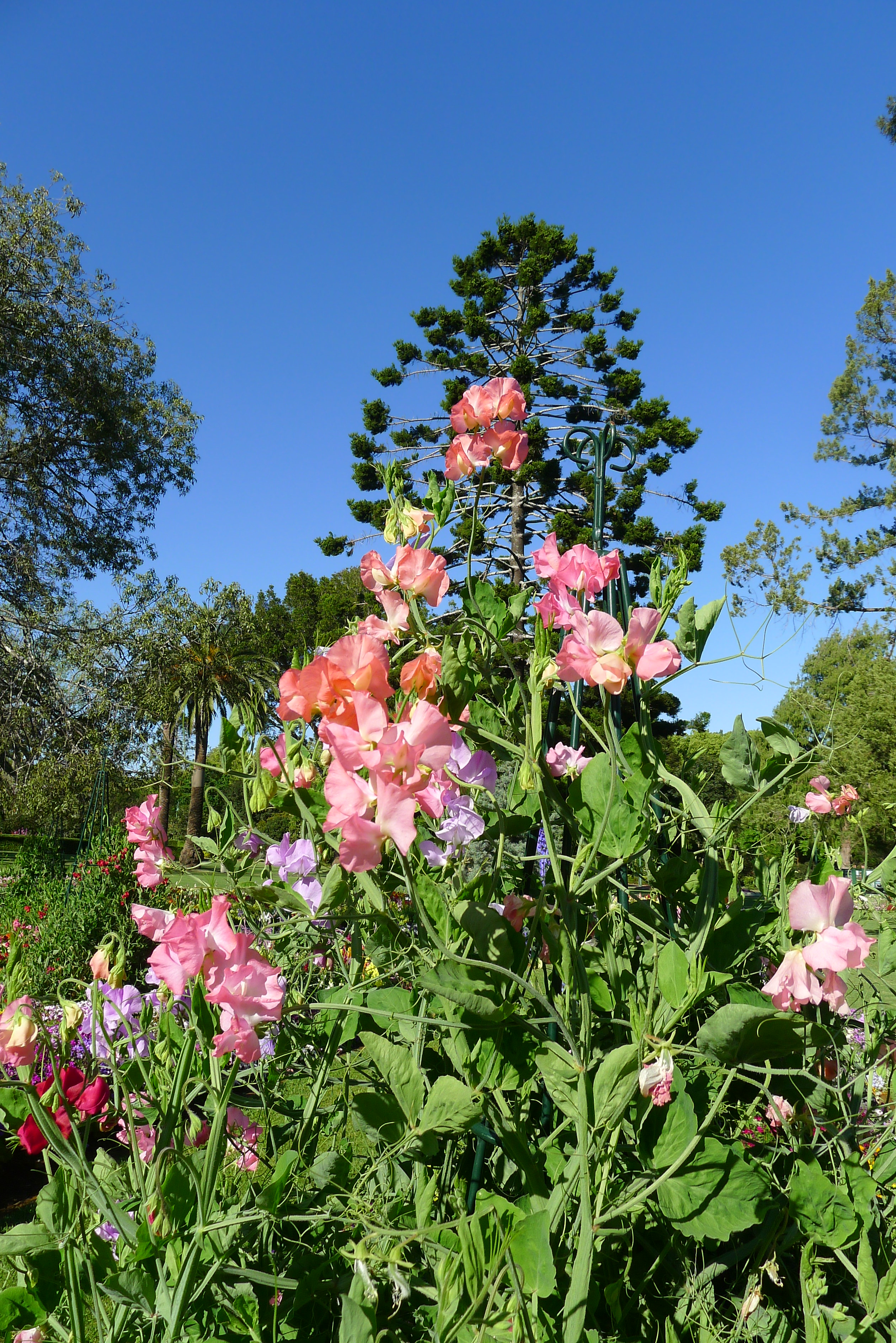 Sweet Peas in Brisbane – Jerry Coleby-Williams