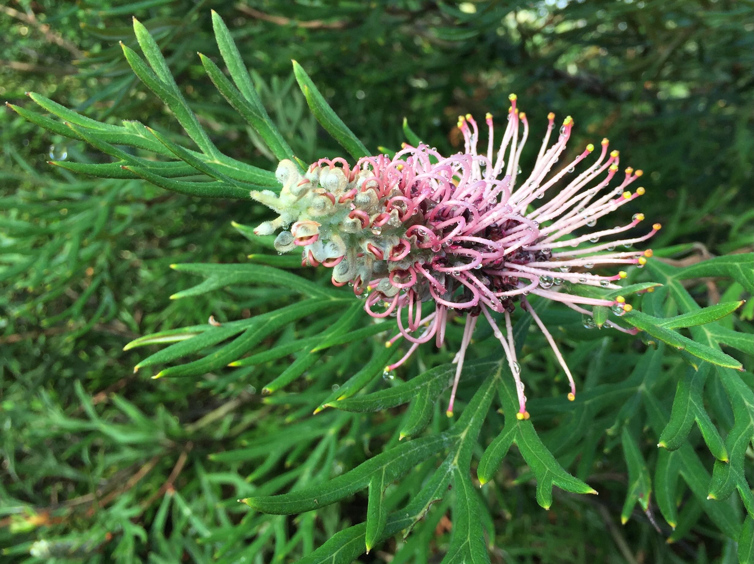 Do Grevillea Poison Bees? – Jerry Coleby-Williams